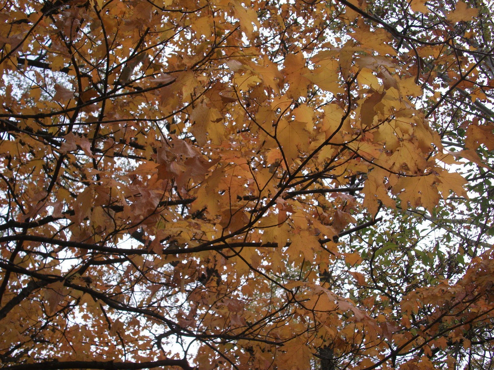 Over the Backyard Fence: Autumn Musings...