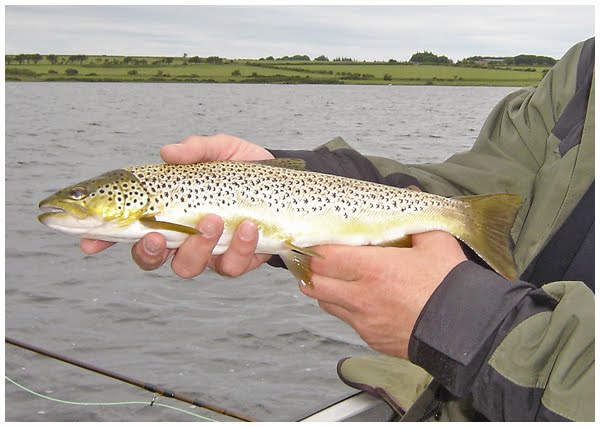 Hillend Dabbler: The Watten Warriors 2010