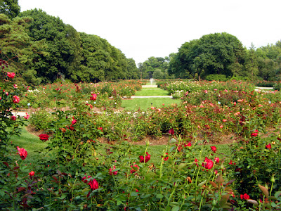 Our Little Acre: Columbus Park of Roses