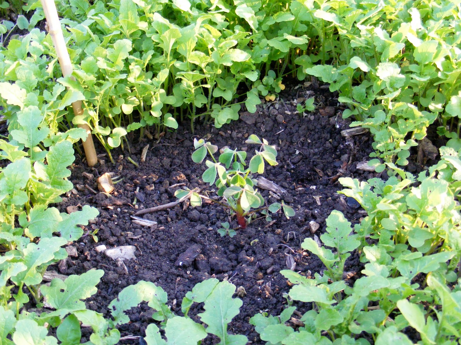 Growing Oca: 2009 Growing Season - Oca with tomatoes