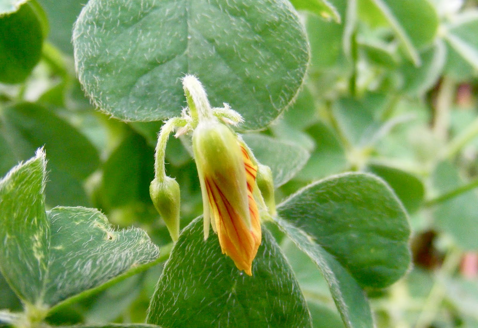 Growing Oca: The Flowering of Oca