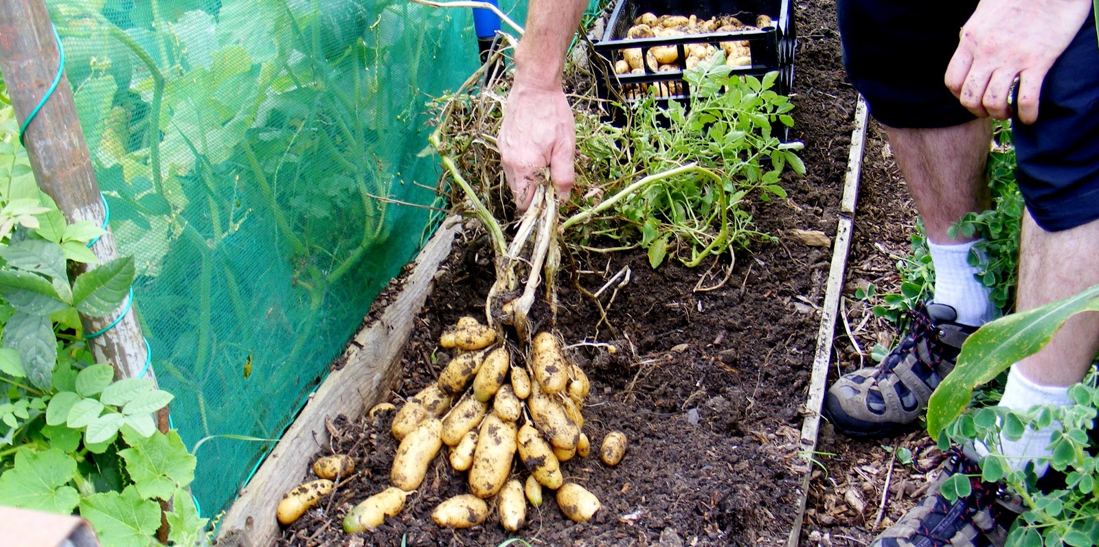 Growing Oca: What's that Other Andean Tuber...