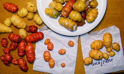 Growing Oca: Checking and Storing Oca Seed Tubers