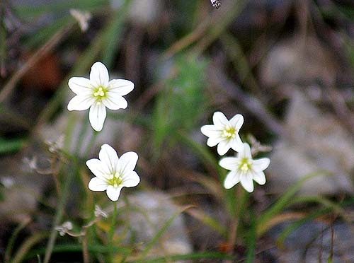 Flora Amorgina: Gagea graeca