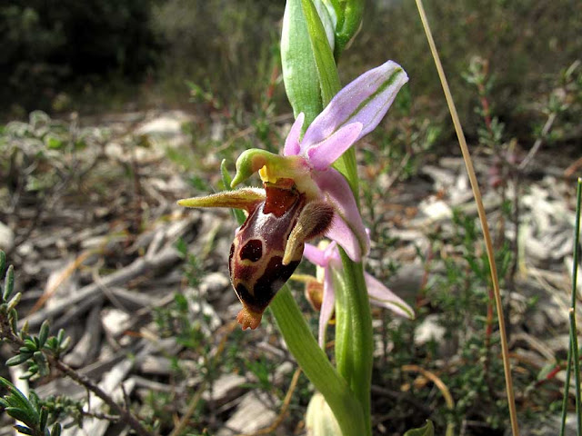 Orchids of Greece: Ophrys minuscula