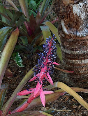 Beautiful World: Orchid, Aechmea Species