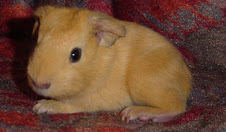 empresa de cuyes Urubamba: DATOS DEL CUY