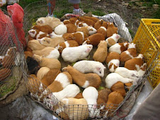 empresa de cuyes Urubamba: DATOS DEL CUY