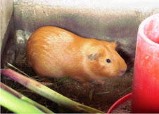 empresa de cuyes Urubamba: DATOS DEL CUY