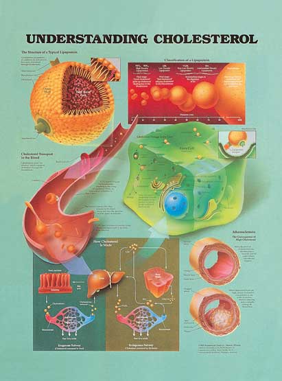 D'FaBuLousLiFe ...: A Consumer's Guide to Fats and Cholesterol ...