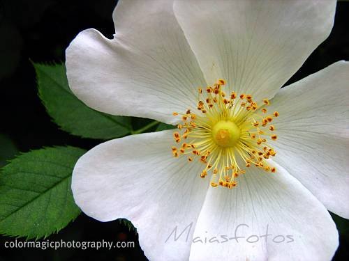 most luxurious and most beautiful ornamental plant: The Flowering Wild ...