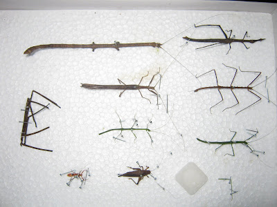 Insecto palo (phasmidos) Grillos, montes (orthopteros) hormiga, avispa ...