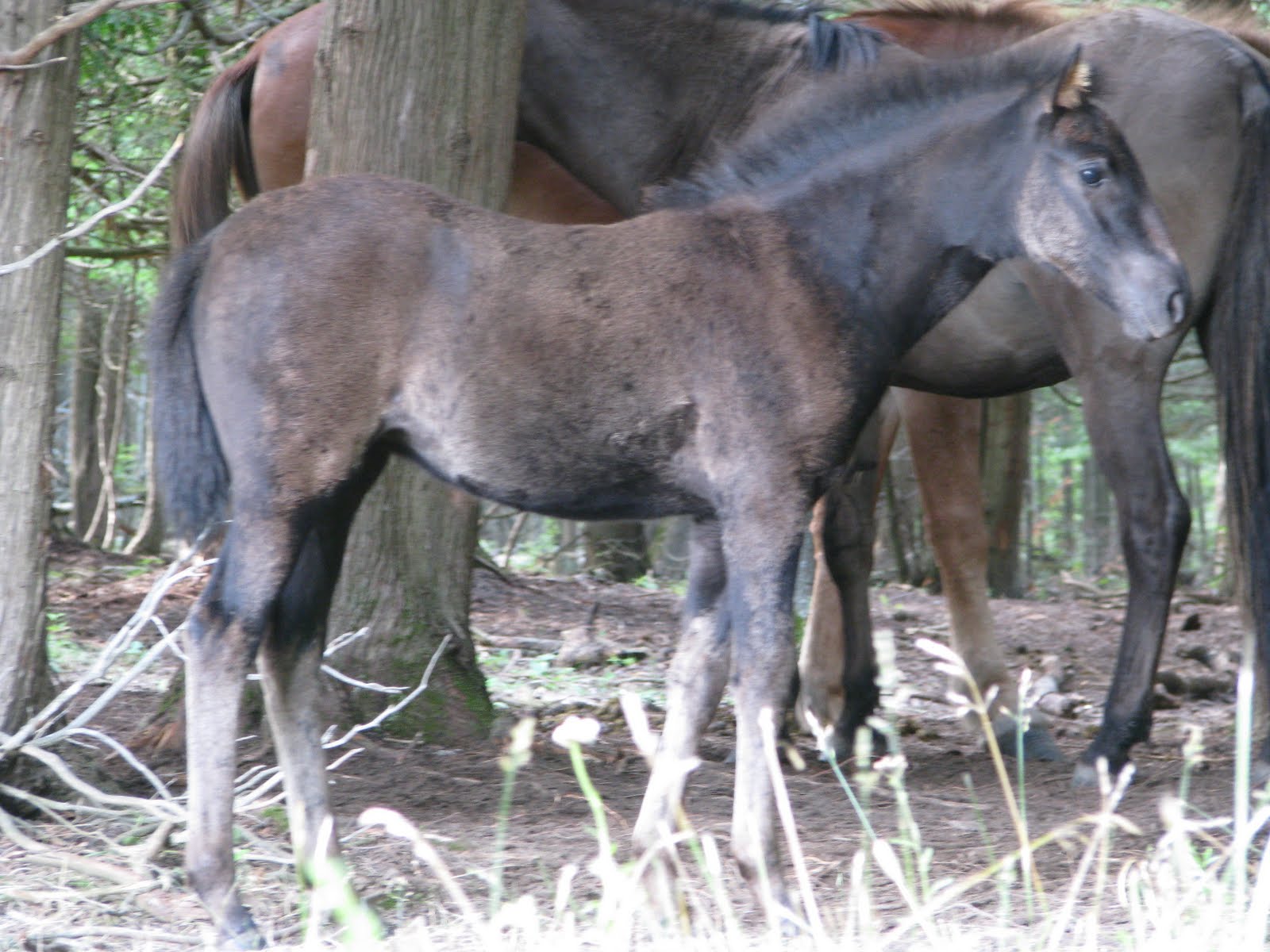 Journal of Ravenseyrie: Documenting Altamiro's Offspring / Fada