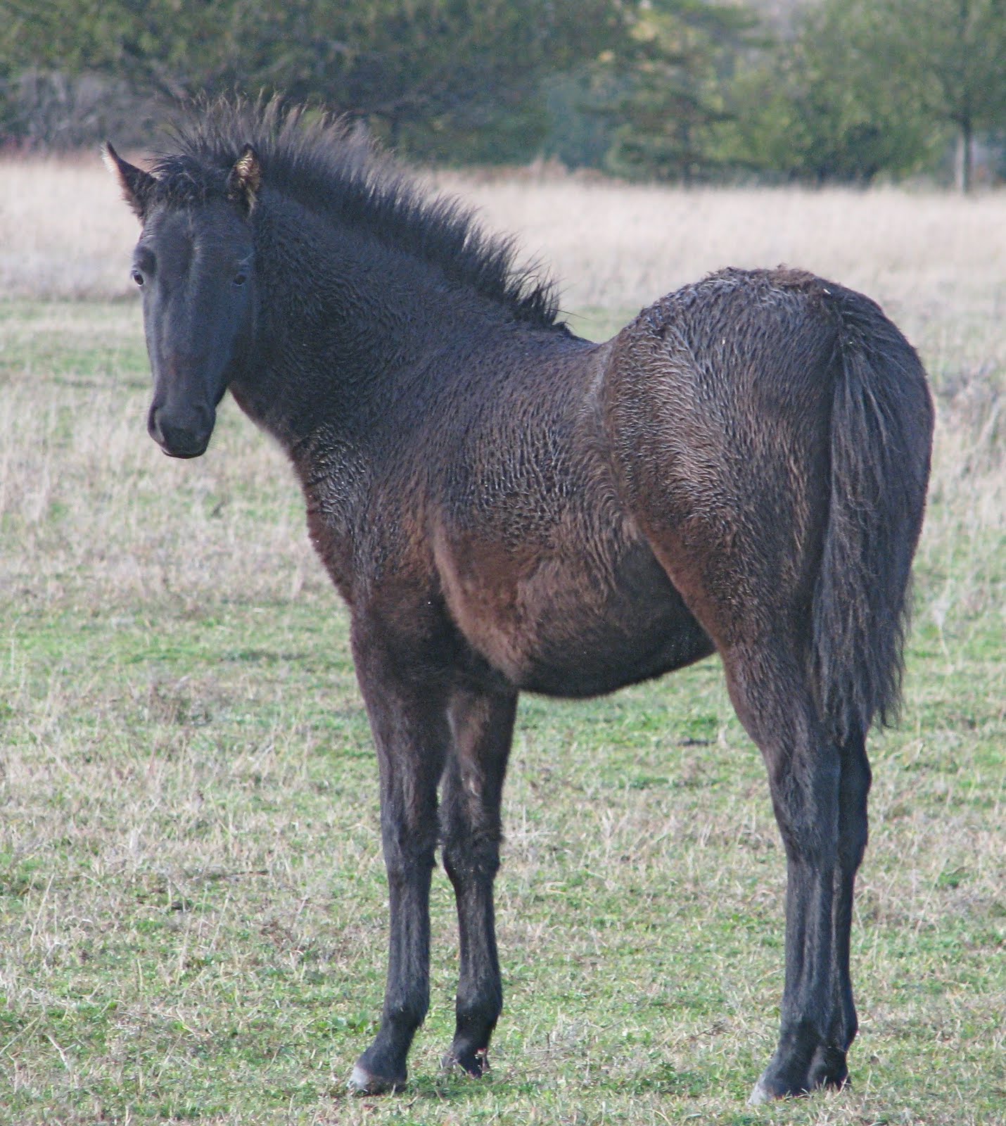 Journal of Ravenseyrie: Documenting Altamiro's Offspring / Fada