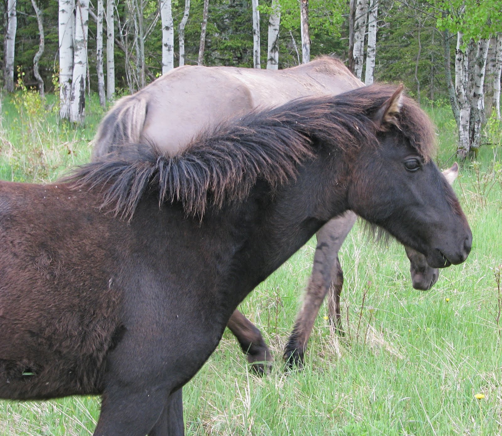 Journal of Ravenseyrie: Documenting Altamiro's Offspring / Fada