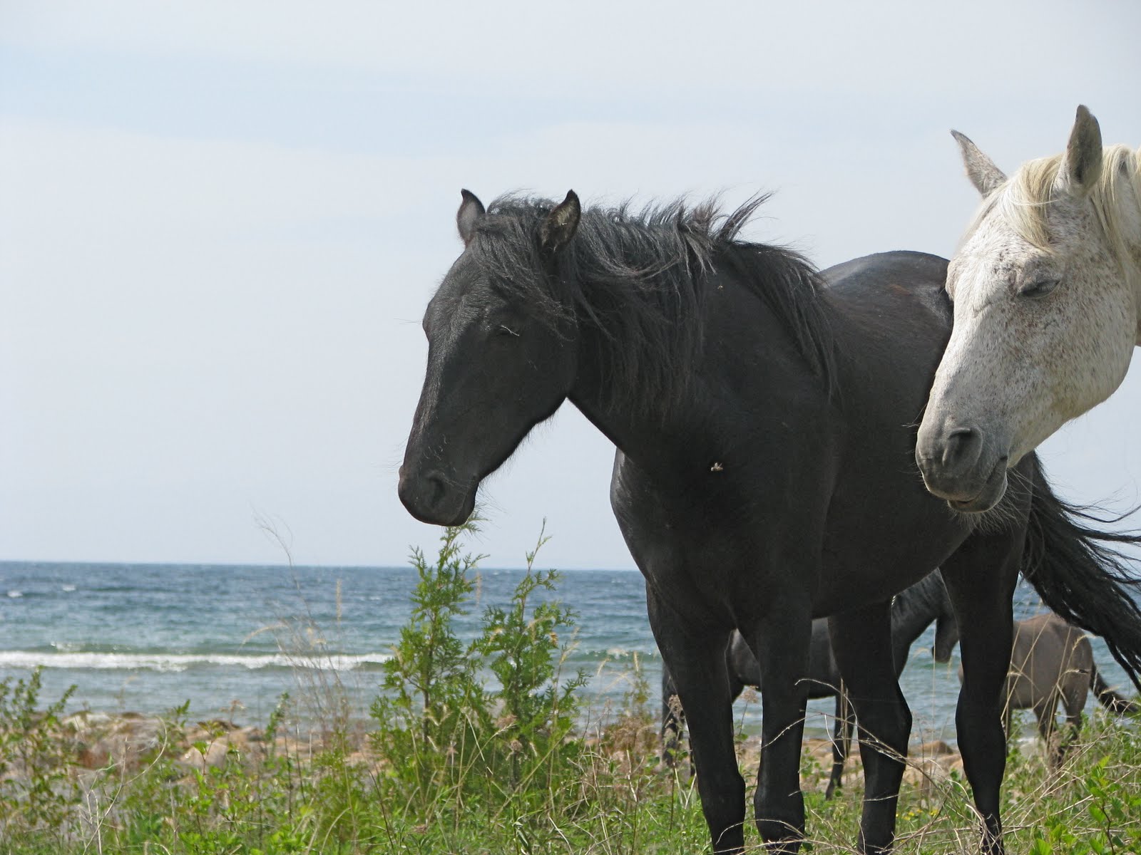 Journal of Ravenseyrie: Documenting Altamiro's Offspring / Fada