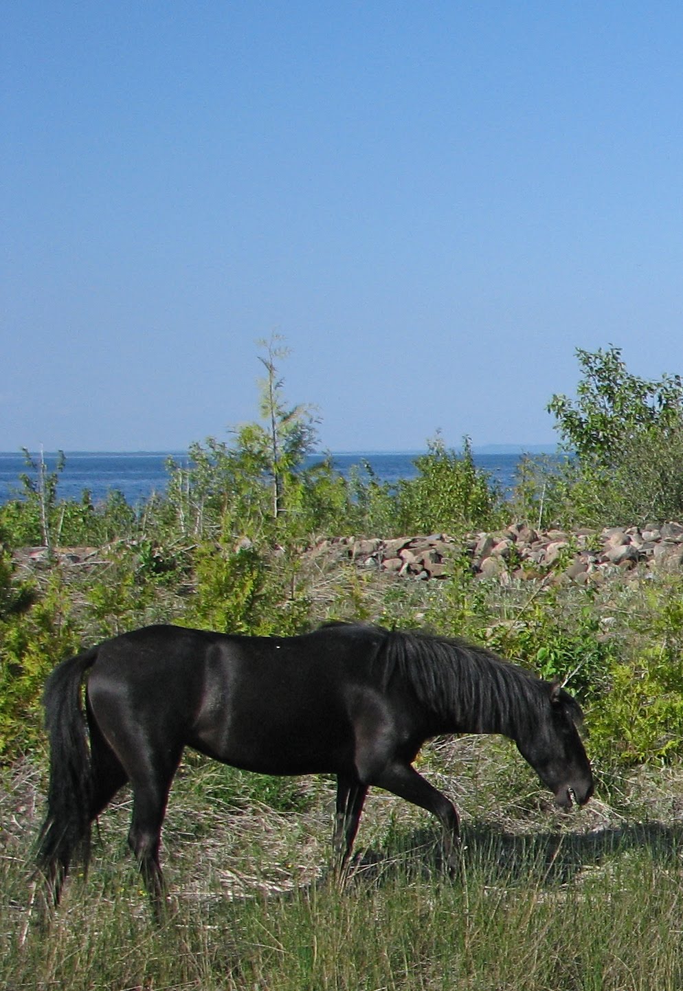 Journal of Ravenseyrie: Documenting Altamiro's Offspring / Fada