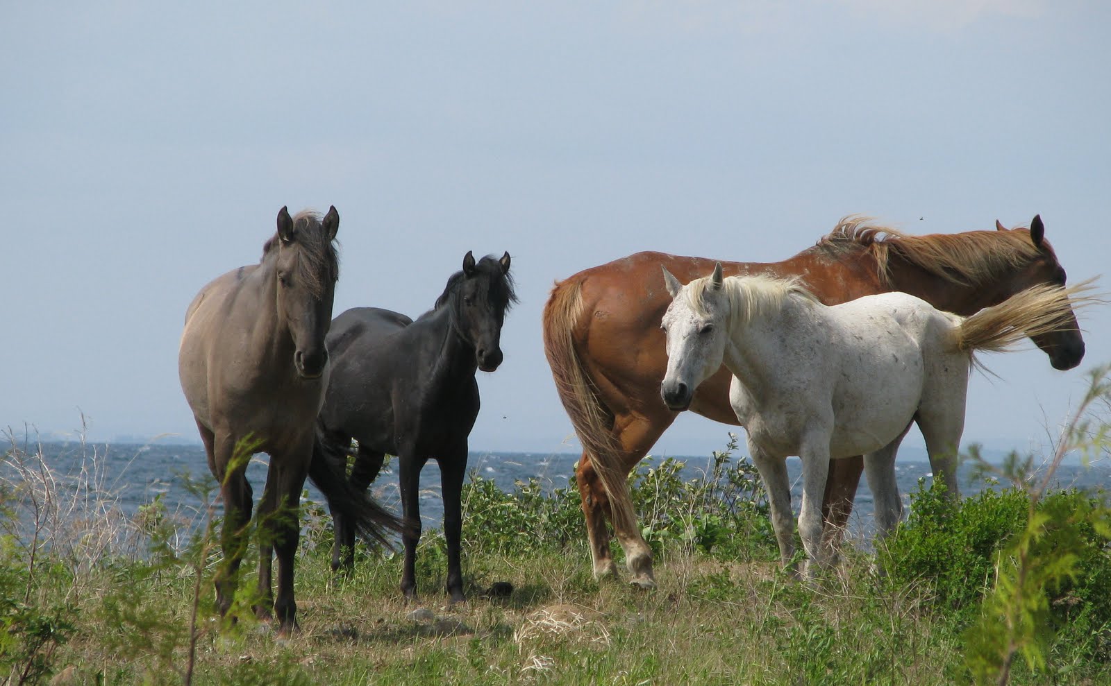 Journal of Ravenseyrie: Documenting Altamiro's Offspring / Fada