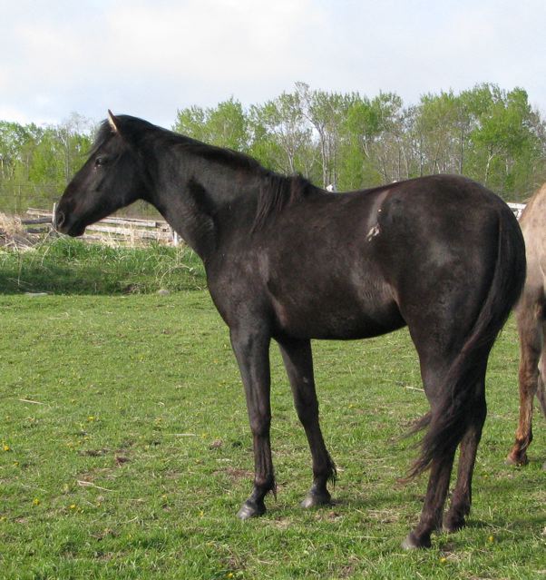 Journal of Ravenseyrie: Documenting Altamiro's Offspring / Fada