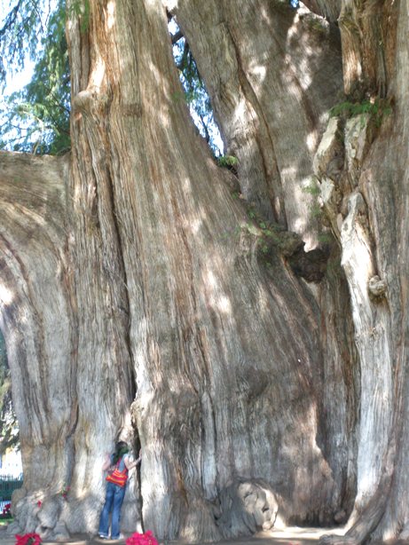 Besos de Árbol: Mis besos al Ahuehuete del Tule