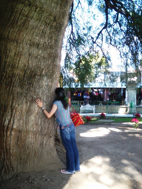 Besos de Árbol: Mis besos al Ahuehuete del Tule