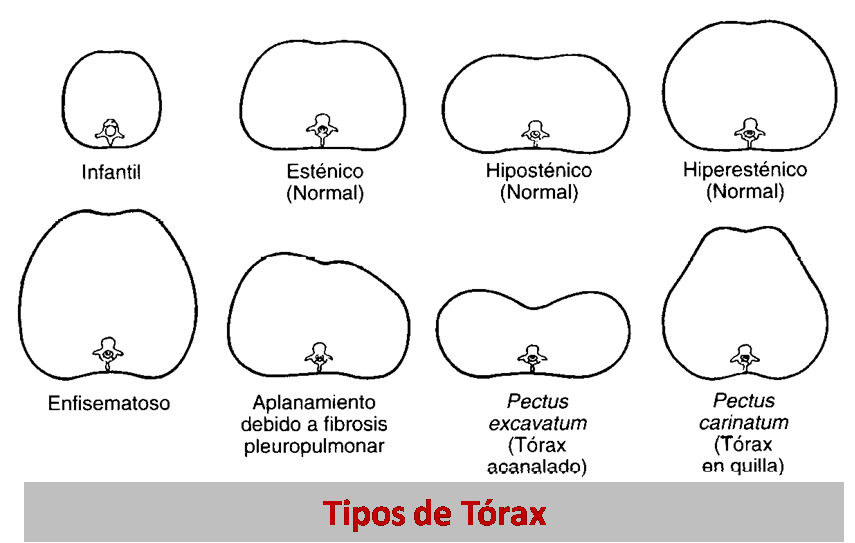 Tutomedic: Inspección Aparato Respiratorio 3: Tórax normal y formas ...
