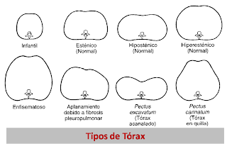 Todo sobre Semiología Quirugica: Examen del torax