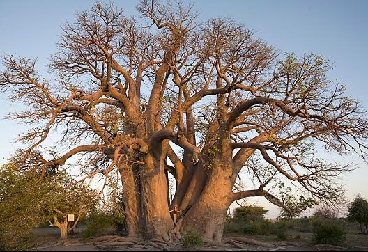 colorsoflife: legendaruli baobabi, sicocxlis da ukvdavebis xe