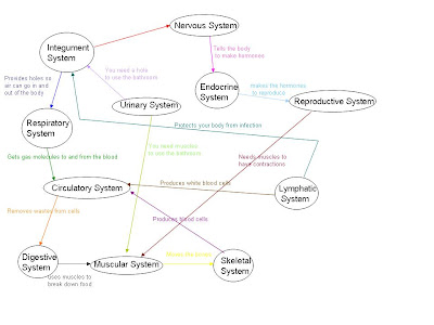 Stevens Anatomy: Graphic Organizer on body systems