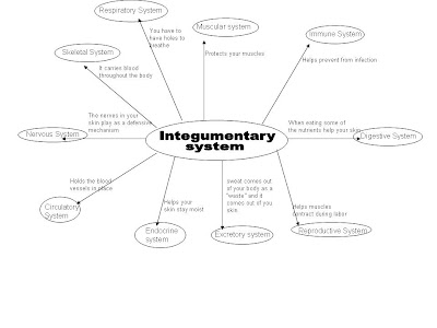Stevens Anatomy: Integumentary System Graphic Organizer