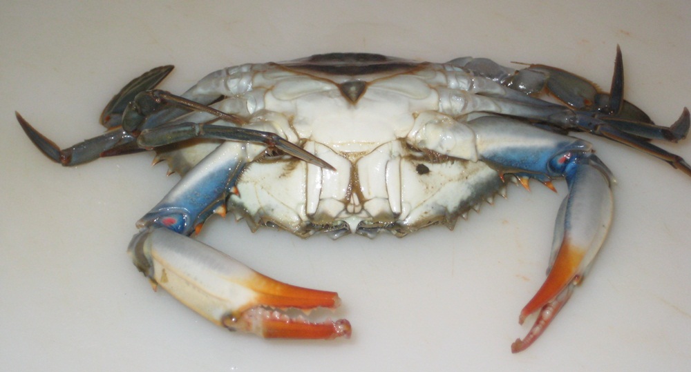 How To Prep & Cook Soft-Shell Crabs - Lauren Conrad