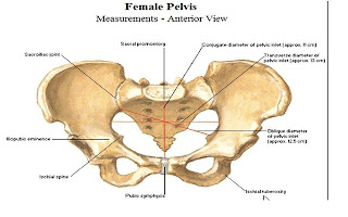 meew'' edu: Sistem Reproduksi