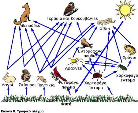 biogymalim2: ΟΙΚΟΣΥΣΤΗΜΑ ΚΑΙ ΕΝΕΡΓΕΙΑ.