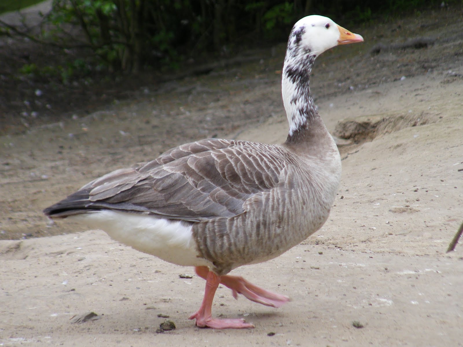 a hydra's cryptic ramblings: More hybrid geese: various Canada x ...