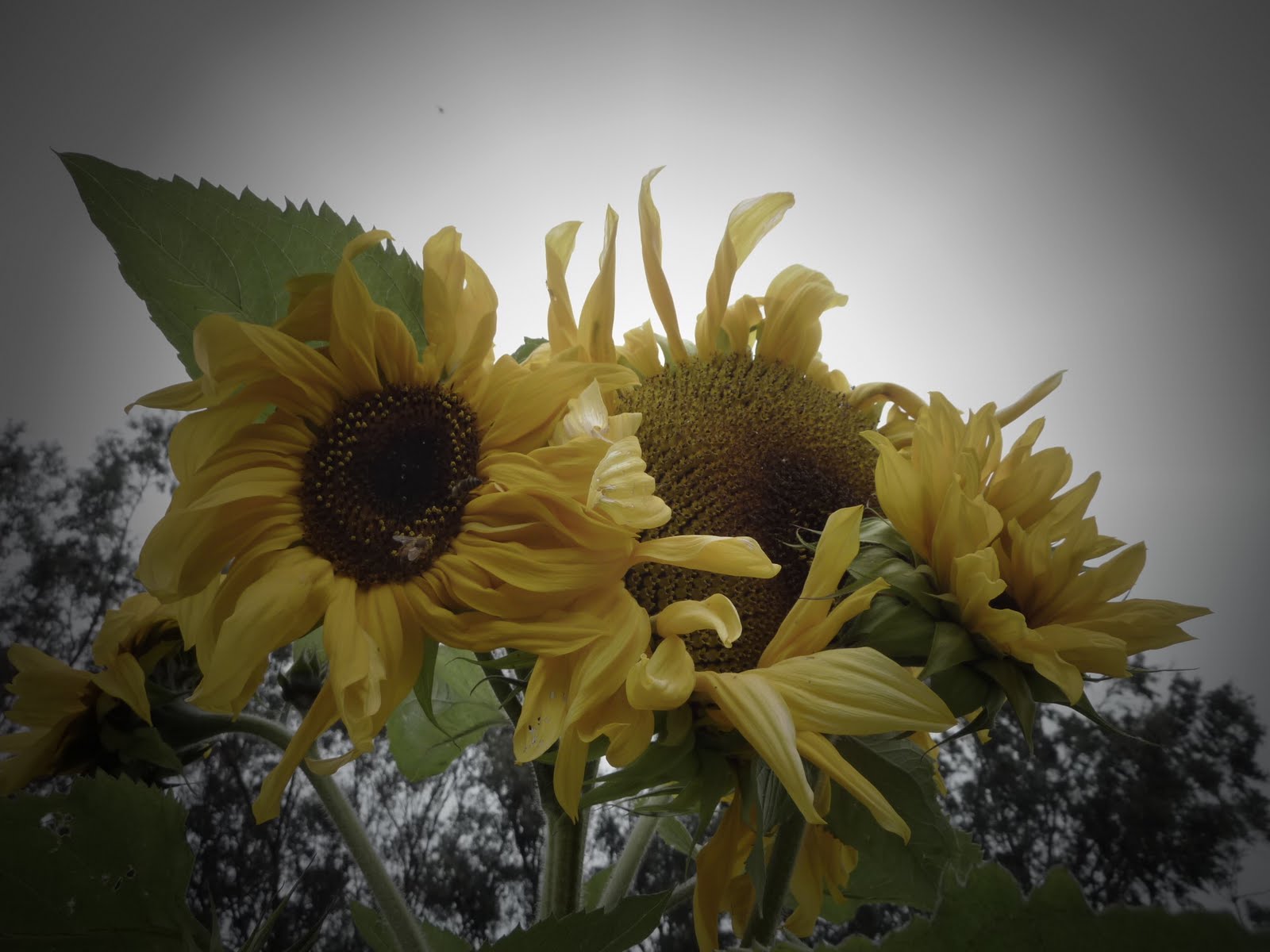 Free-Food-People: San Francisco Farms: Alemany Farm