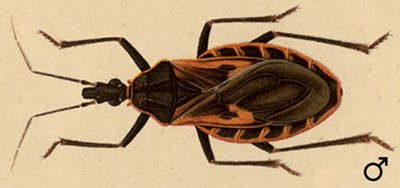 Biologia dos Insetos: Heteroptera