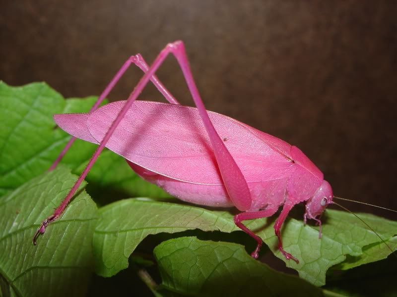 Biologia dos Insetos: Orthoptera