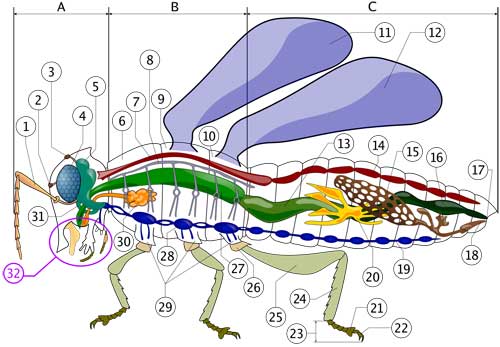 Biologia dos Insetos: Insetos:Diversidade e morfologia