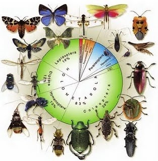 Biologia dos Insetos: Insetos:Diversidade e morfologia