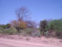 Ecorregiones: Chaco seco