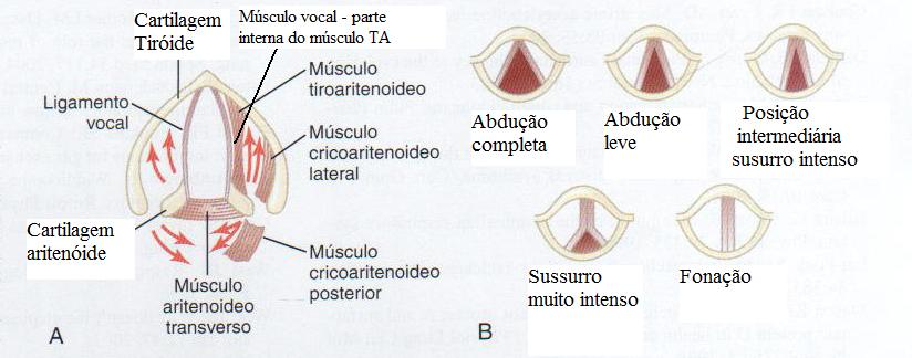 Fisiologia da Voz: Fisiologia da Voz - Materiais de Estudo e Consulta