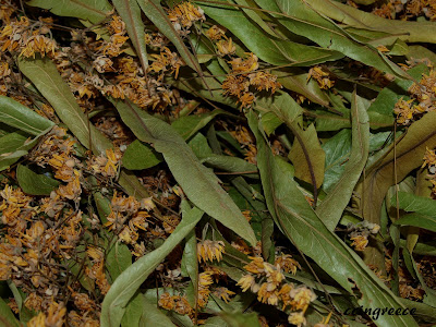 Rice, beans & pastichio...: Flamouri Harvest