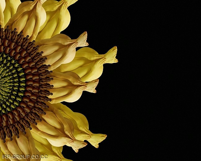 OddFuttos, When The Photos Speak: Amazing ART: Flowers Formed by Human ...