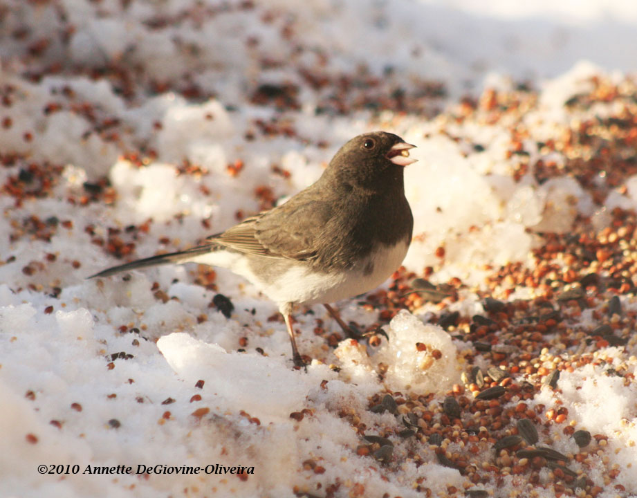 A Flurry of Feathers: LI Birds in Winter: Dark-eyed Junco, Song Sparrow ...