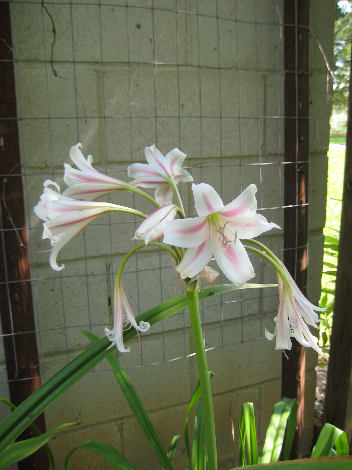 The Haunted Gardens: The Cemetery Lily