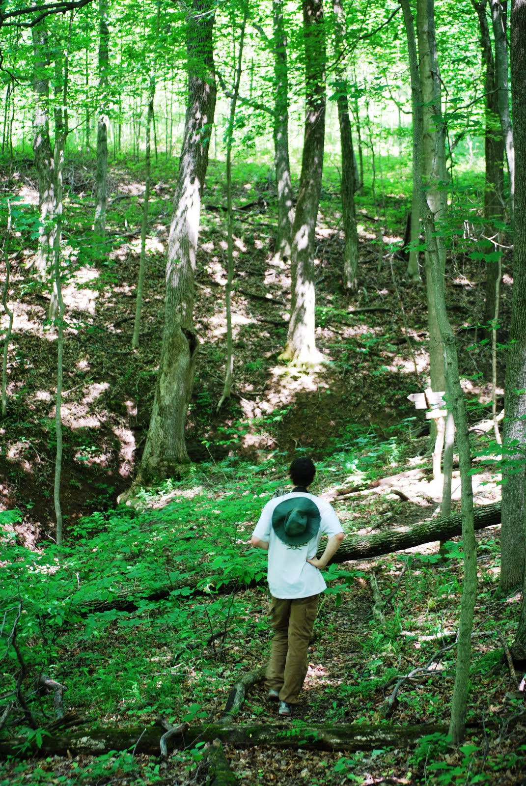 A Picture is Worth a Thousand Words: Forests around Cincinnati, Ohio