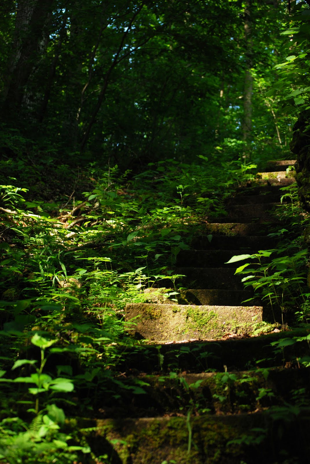 A Picture is Worth a Thousand Words: Forests around Cincinnati, Ohio