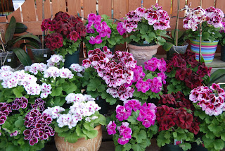 Skillin's Garden Log: Falmouth Spring Open House 2010--Awesome!