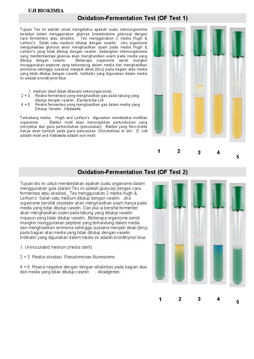MIKROBIOLOGI UNTUK TEHNISI KESEHATAN: UJI BIOKIMIA
