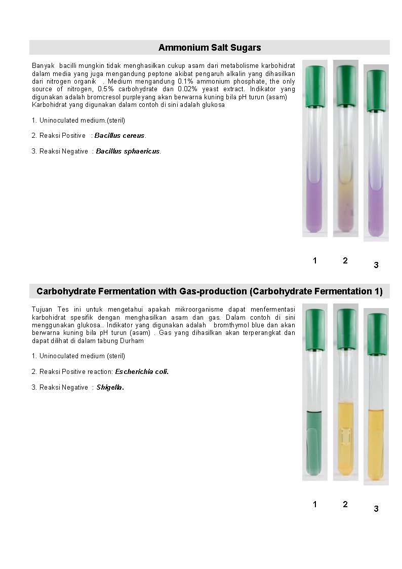 MIKROBIOLOGI UNTUK TEHNISI KESEHATAN: UJI BIOKIMIA